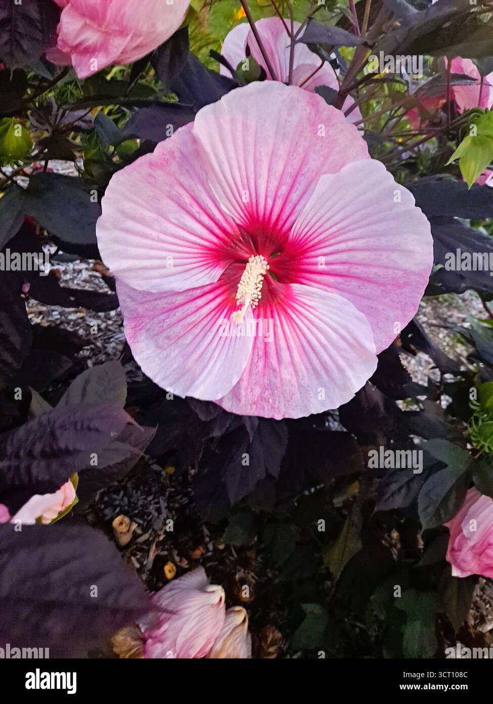 Pink Hibiscus, individual flower Stock Photo - Alamy
