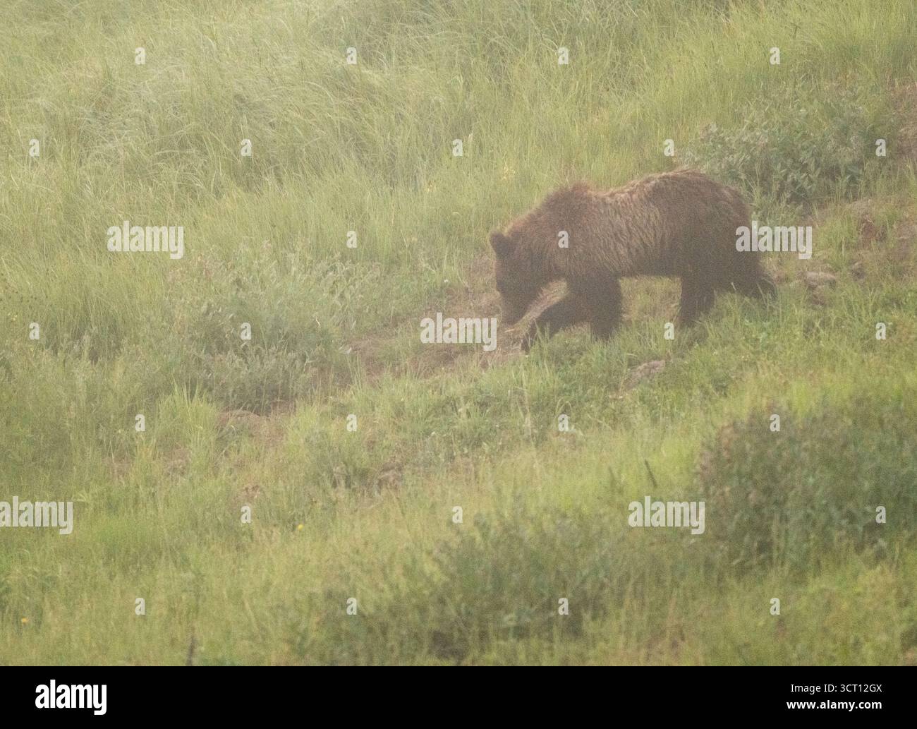 Small Grizzly Bear Walks Down Foggy Hills Side Stock Photo - Alamy