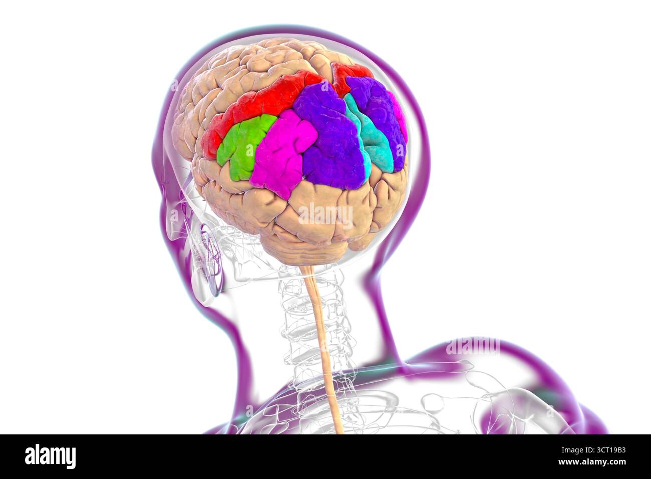 Illustration of the brain parietal gyri: postcentral (red), superior ...
