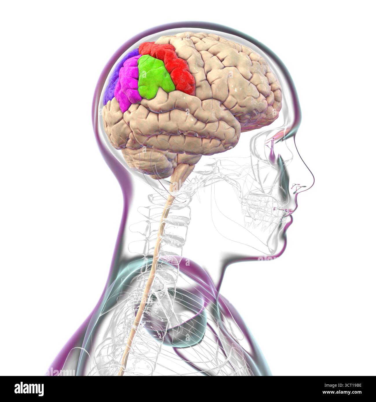 Purple brain Cut Out Stock Images & Pictures - Alamy