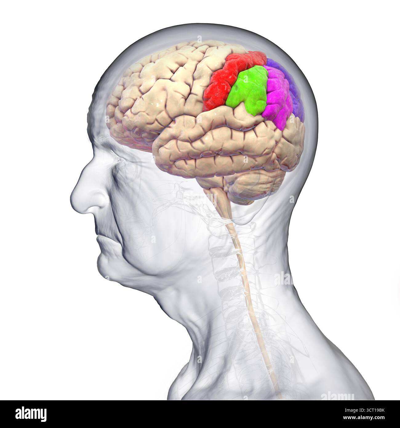 Illustration of the brain parietal gyri: postcentral (red), superior ...
