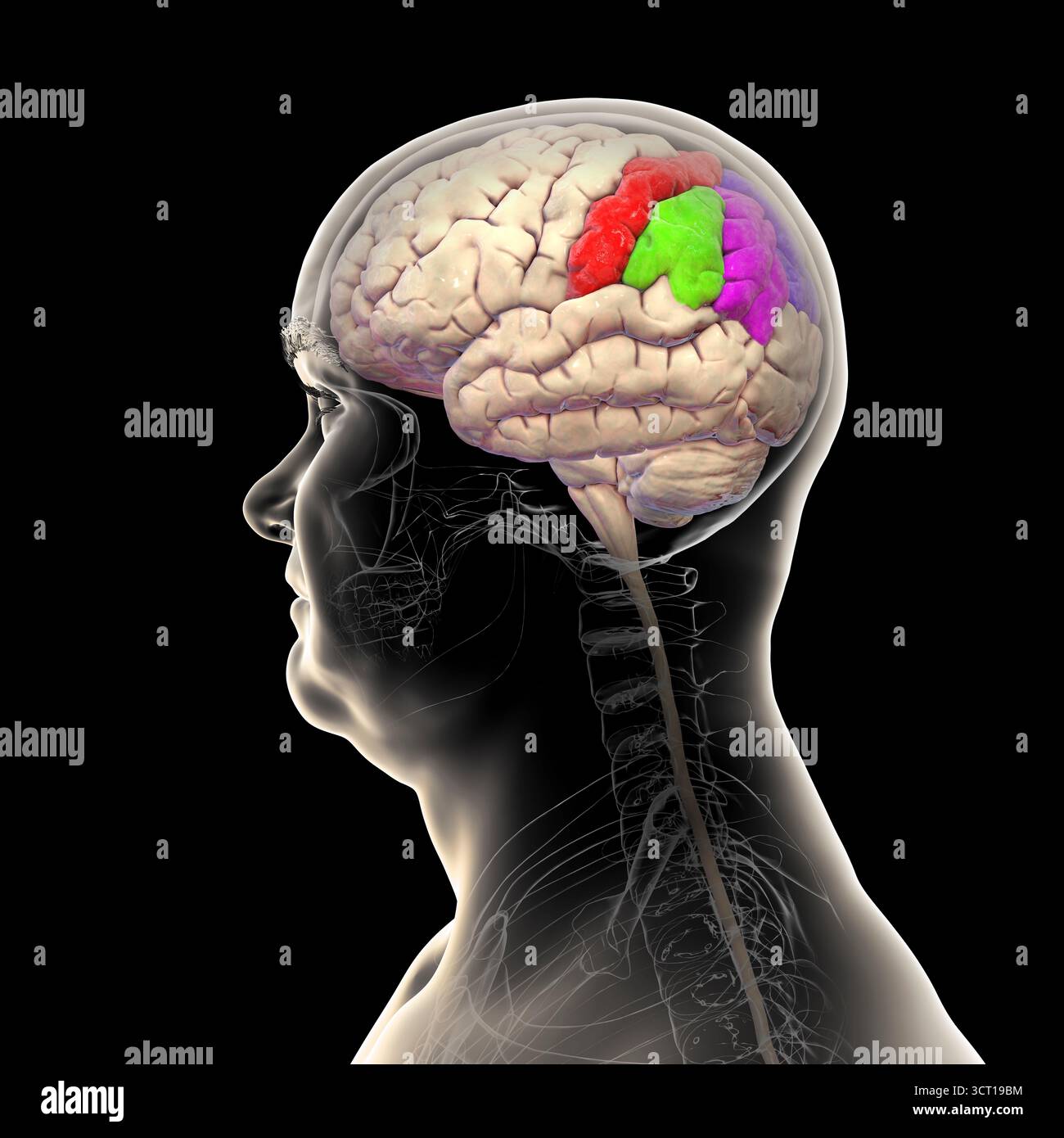 Illustration of the brain parietal gyri: postcentral (red), superior ...