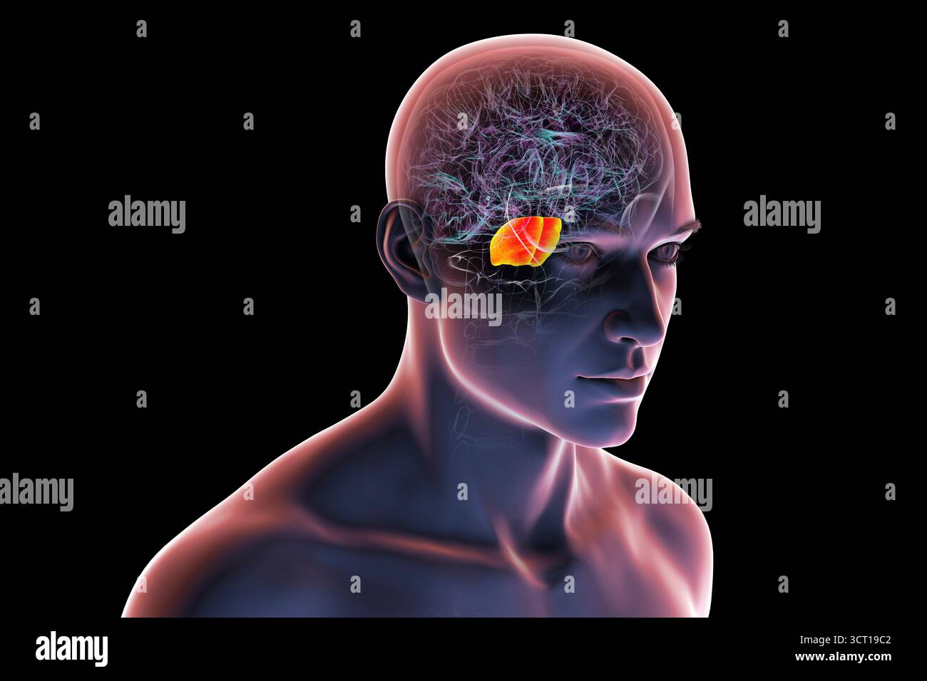 Illustration of a human brain with the pons highlighted (orange). This ...