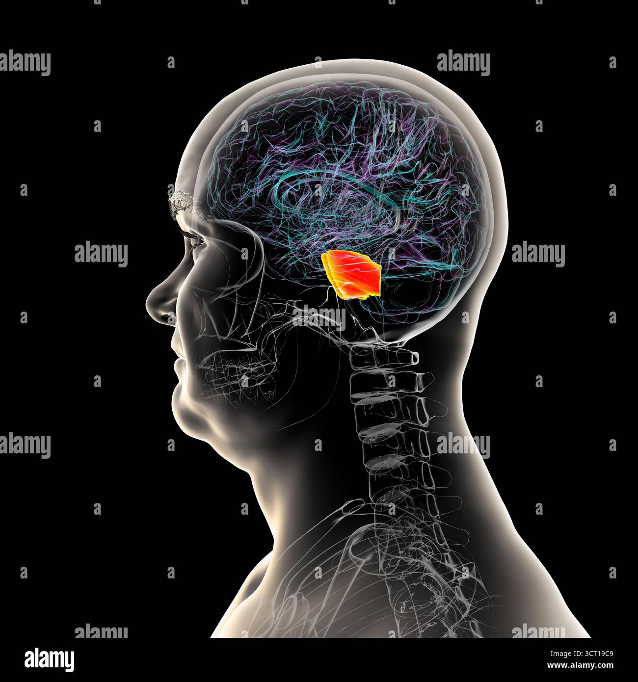 Illustration of a human brain with the pons highlighted (orange). This ...