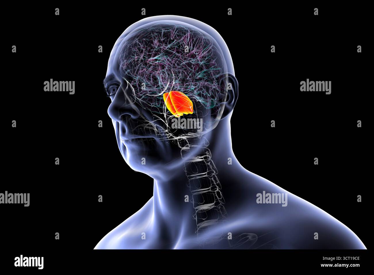 Illustration of a human brain with the pons highlighted (orange). This ...