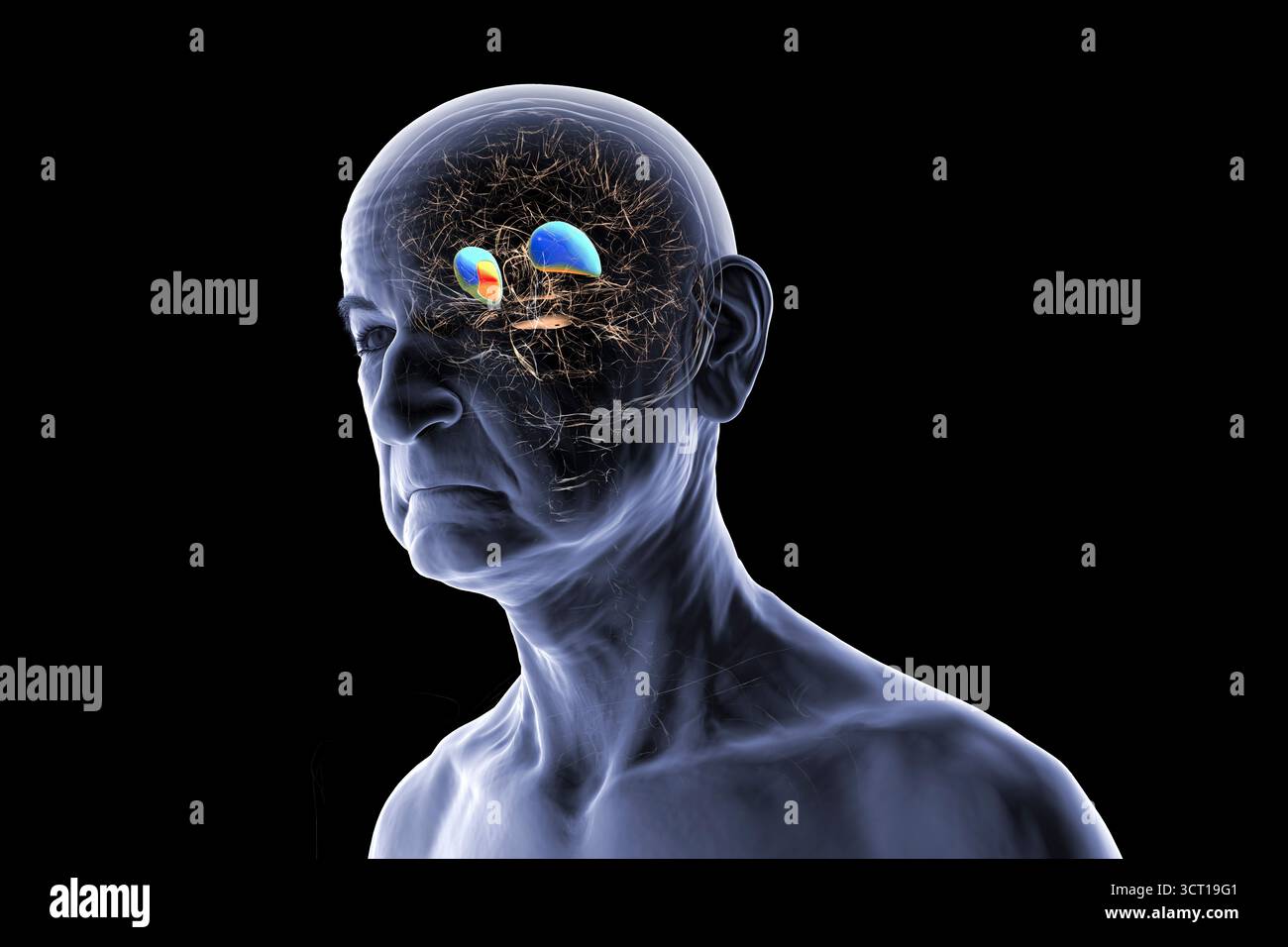 Basal ganglia motor circuit hi-res stock photography and images - Alamy