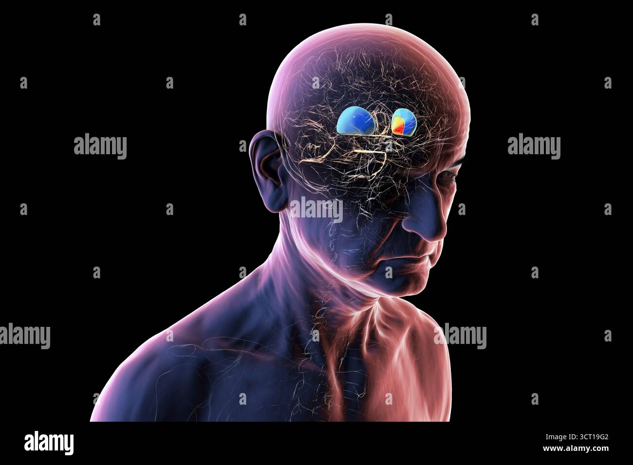Basal ganglia motor circuit hi-res stock photography and images - Alamy