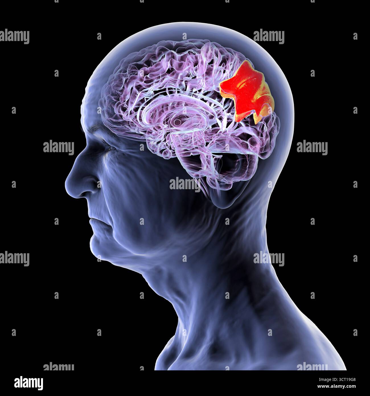 Human brain with highlighted precuneus gyrus hi-res stock photography ...