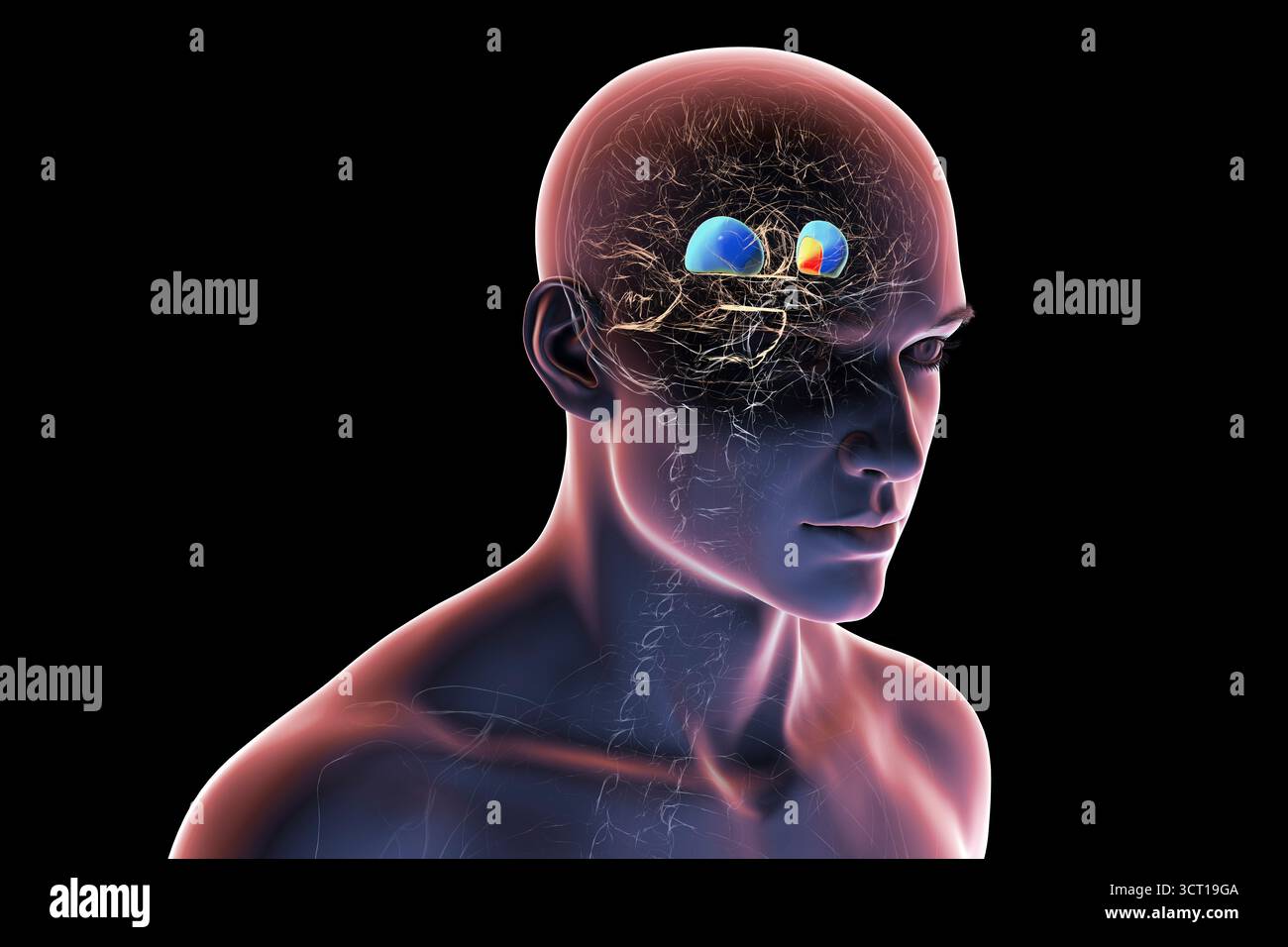 Basal ganglia motor circuit hi-res stock photography and images - Alamy