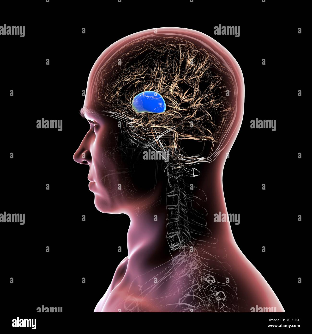 Illustration of a human brain with highlighted putamen (blue). This is ...