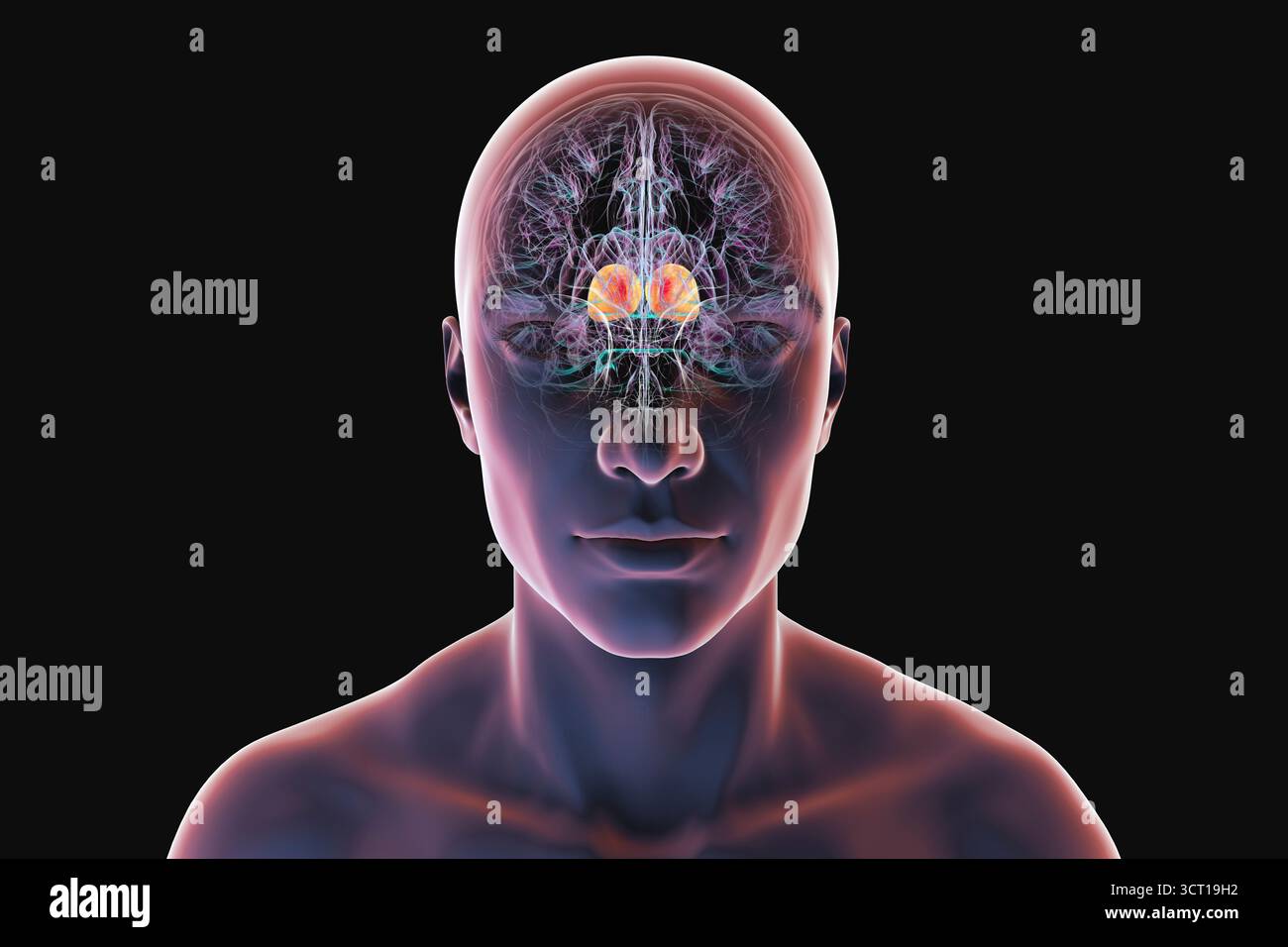 Deep brain structures hi-res stock photography and images - Alamy