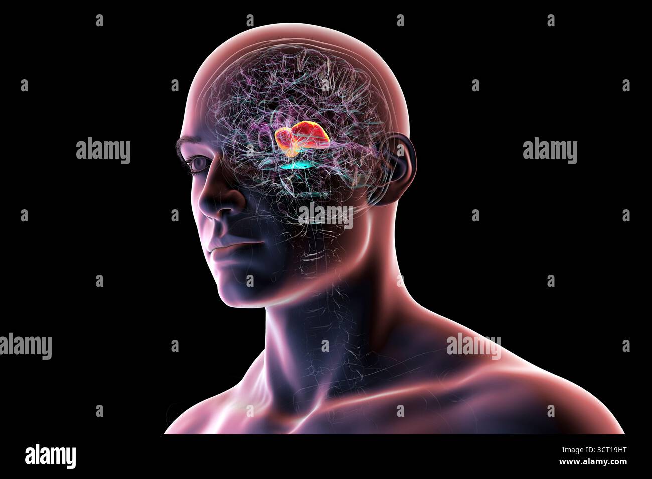 Deep brain structures hi-res stock photography and images - Alamy