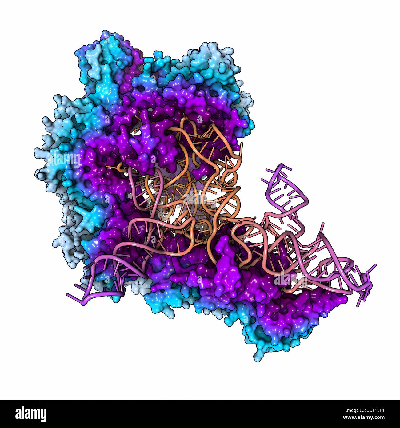 Human rnase p ribonucleoprotein complex hi-res stock photography and ...