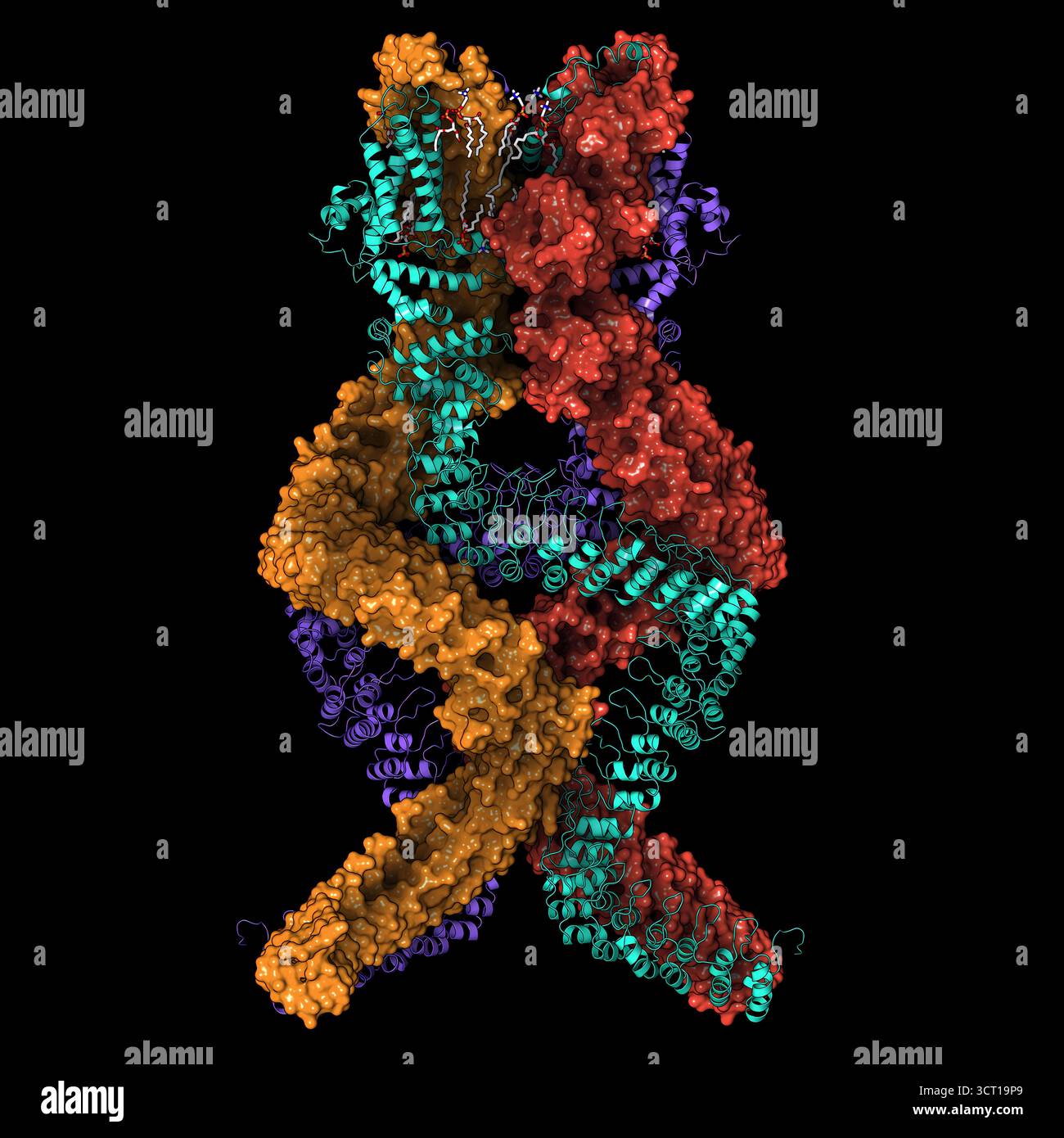 Illustration of the cryo-electron micrograph (EM) structure of the ...