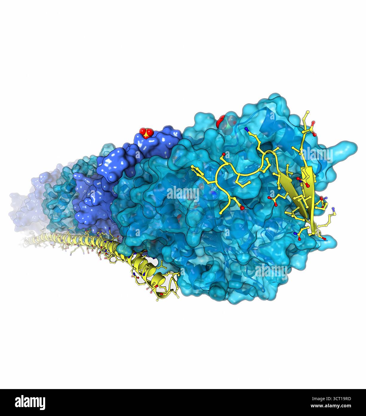 Illustration of the structure of Drosophila GDP-bound tubulin oligomers ...