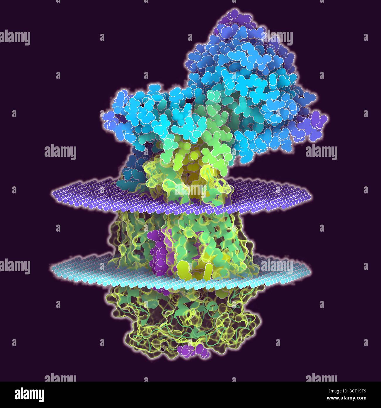 Illustration of the structure of the yeast Ste2 receptor dimer bound to ...