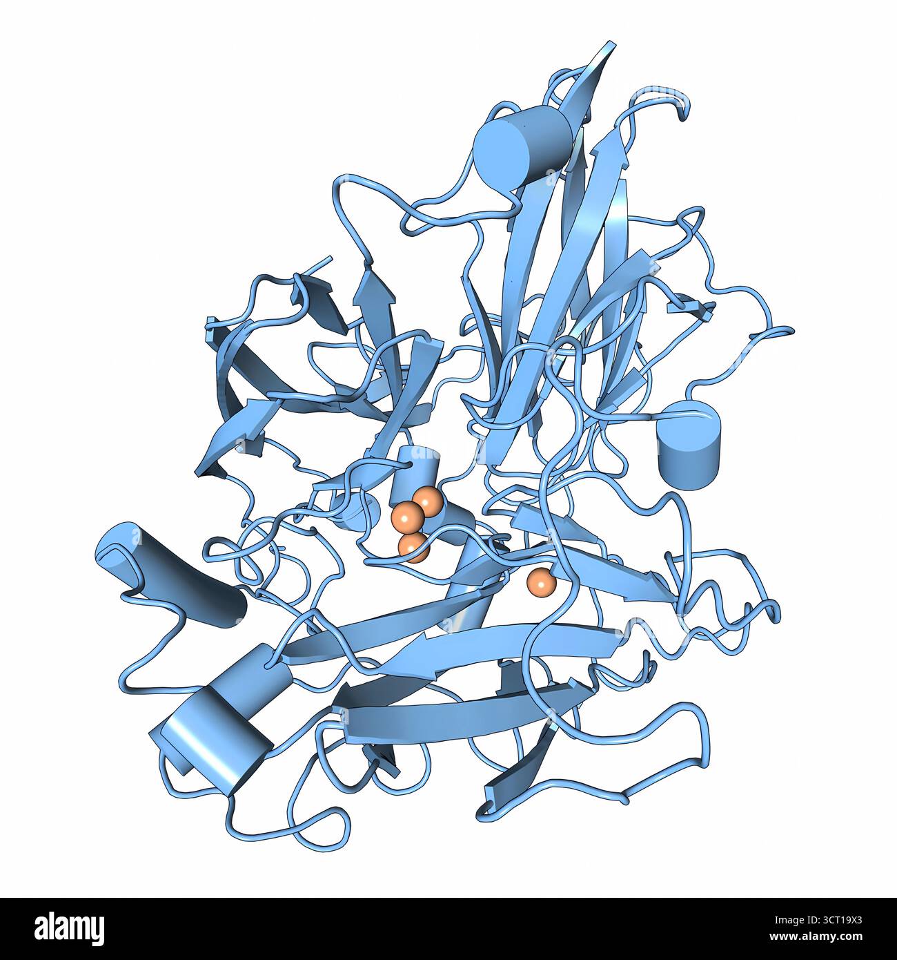 Multicopper oxidase hi-res stock photography and images - Alamy