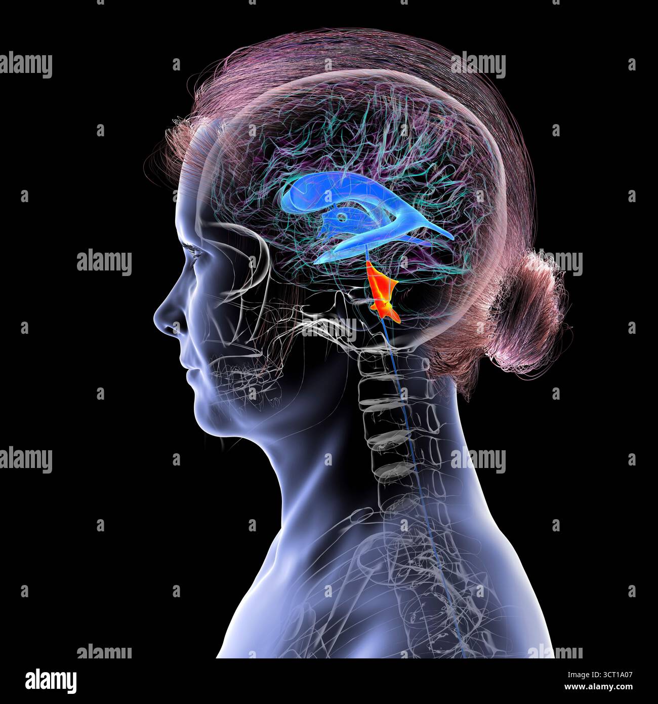 Illustration of the fourth ventricle of human brain, highlighting the ...