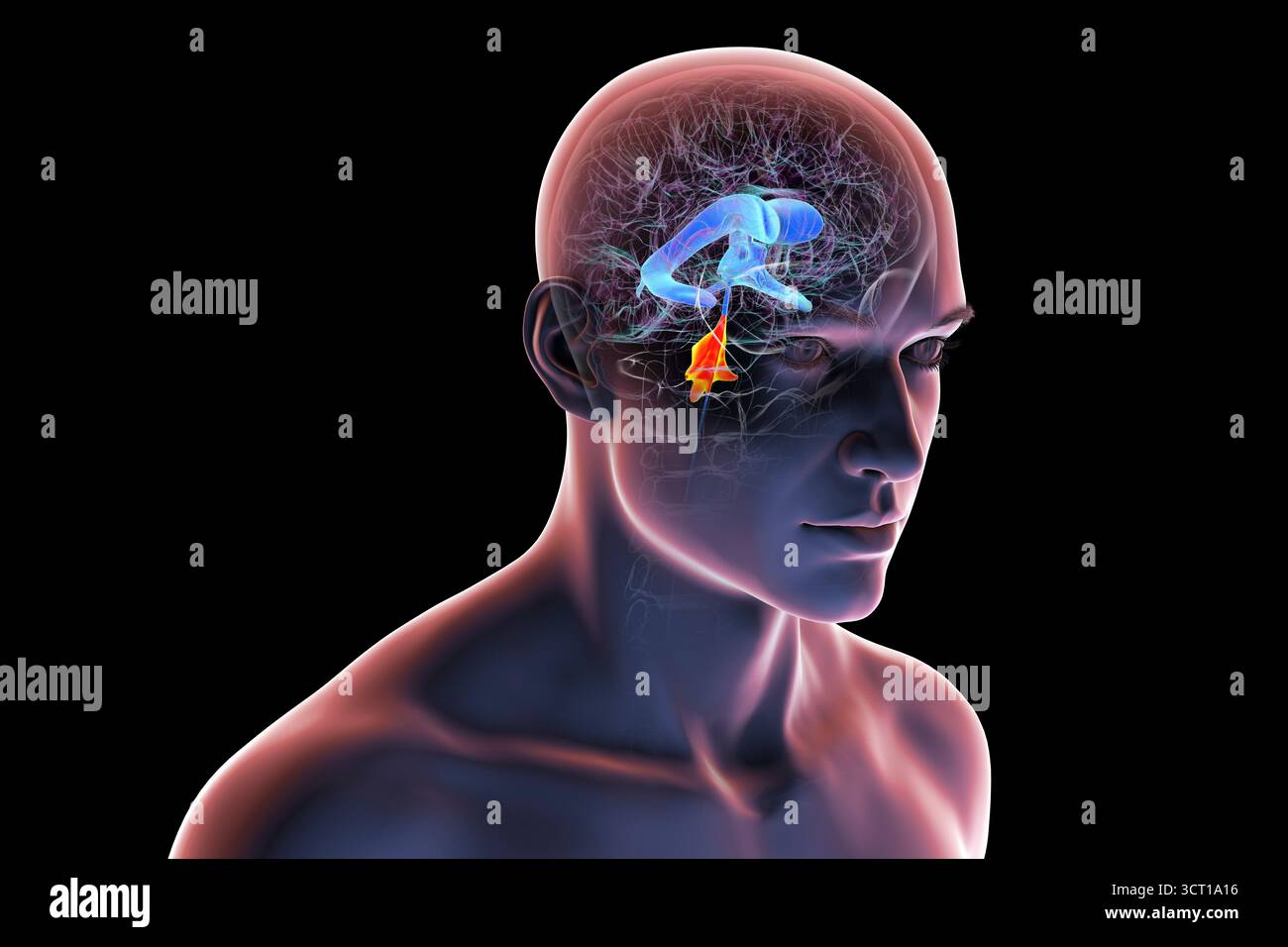 Illustration of the fourth ventricle of human brain, highlighting the ...