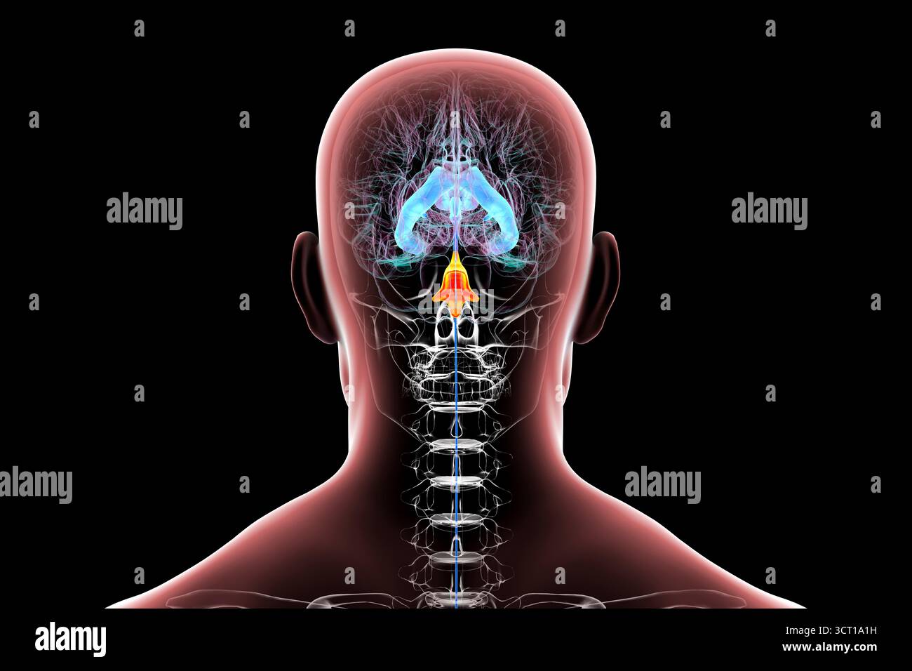 Illustration of the fourth ventricle of human brain, highlighting the ...