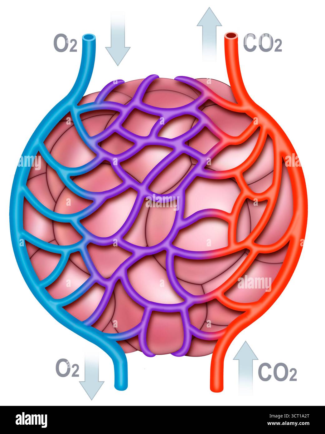 Alveolar capillaries hi-res stock photography and images - Alamy