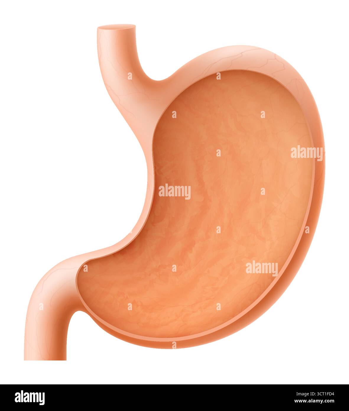 Human stomach anatomy isolated on white background. Internal human ...