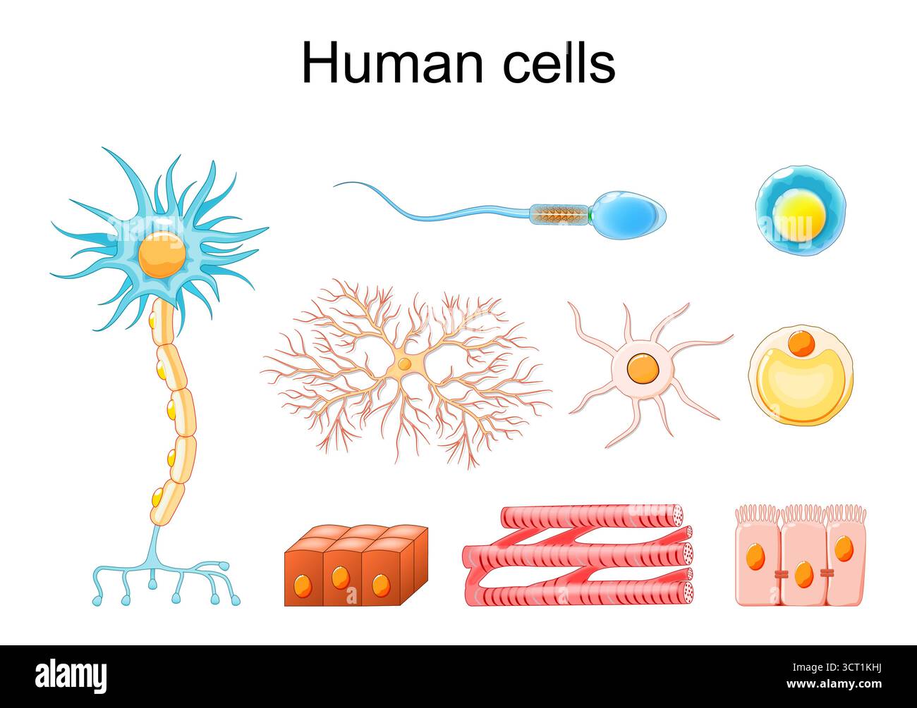 Brain cells vector vectors Cut Out Stock Images & Pictures - Alamy