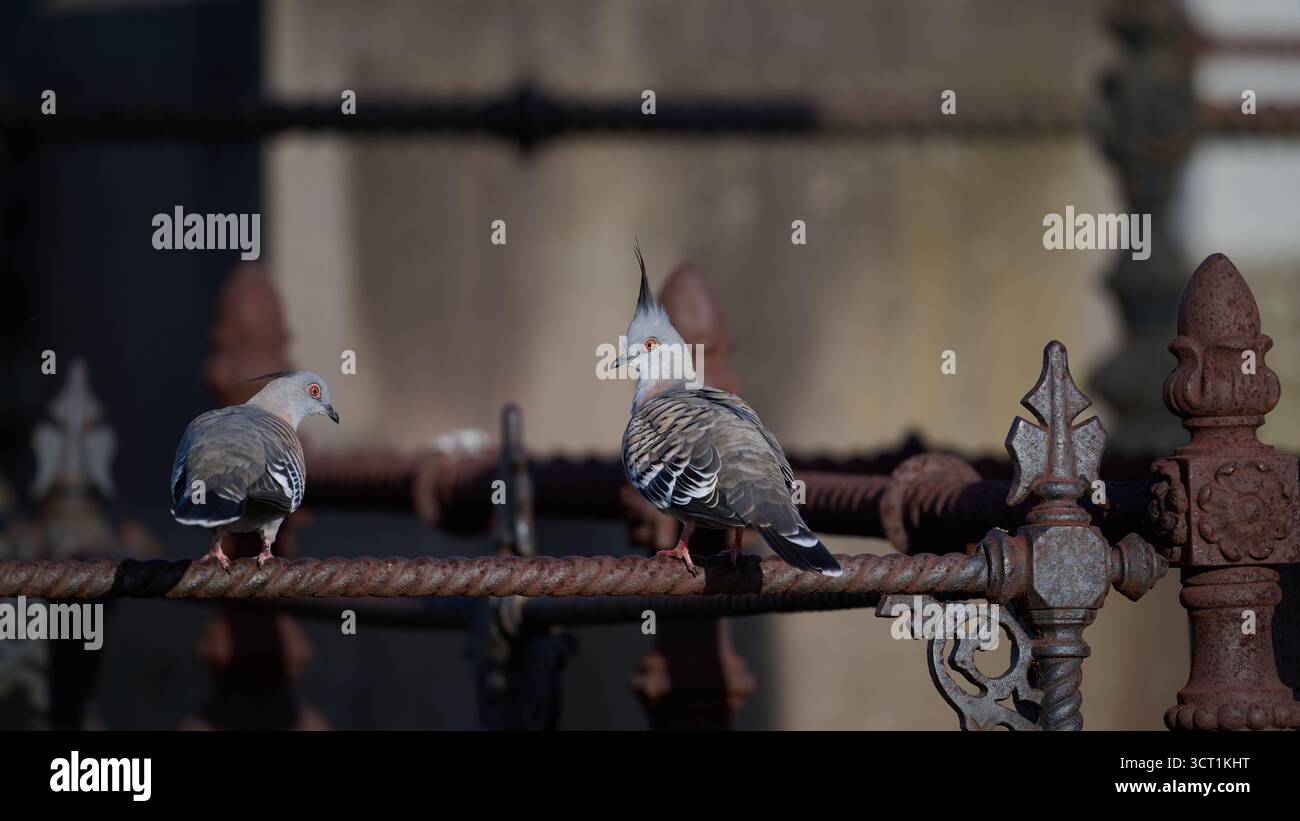 Pair cute pigeons columbidae hi-res stock photography and images - Alamy