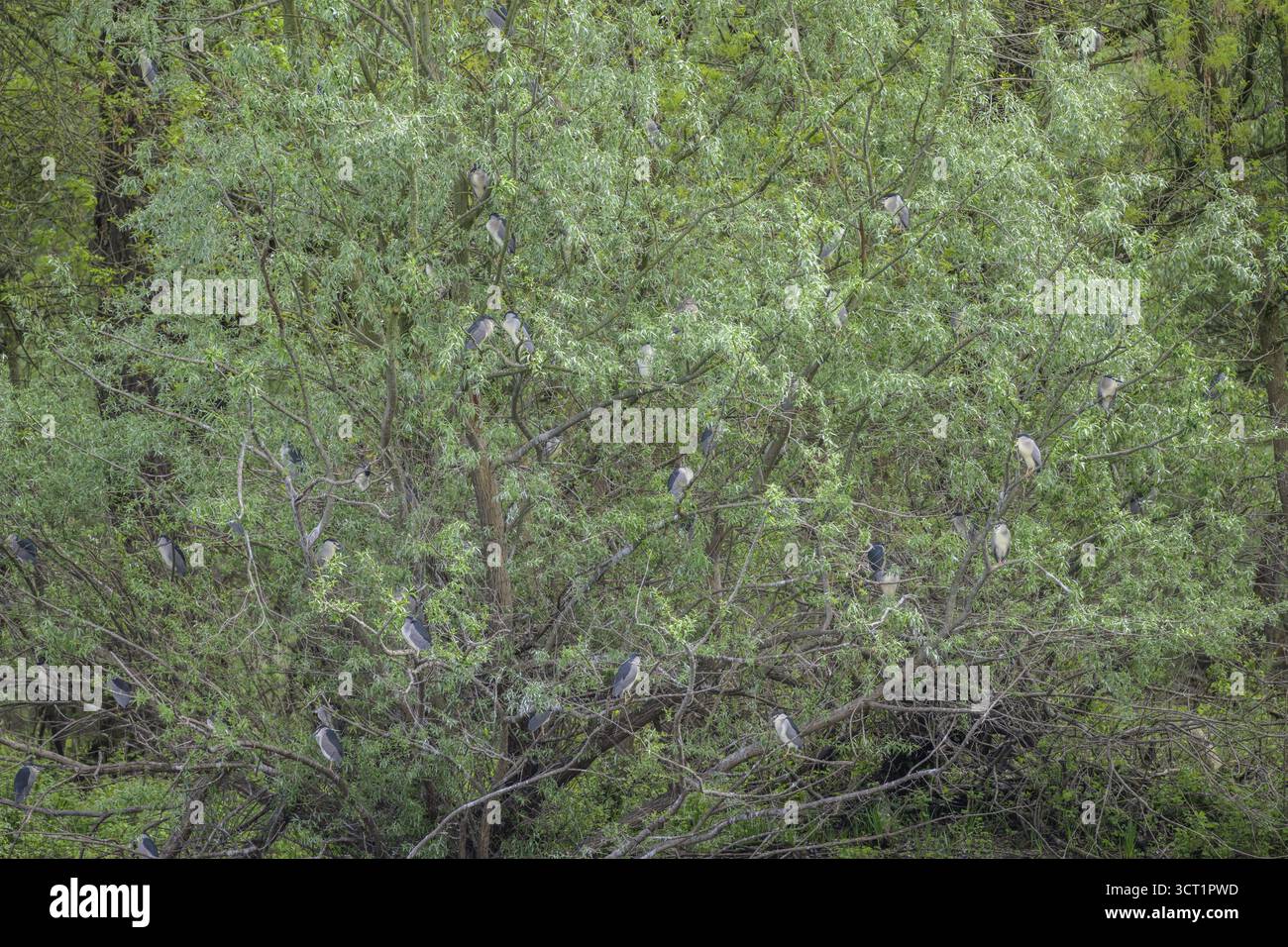 Colony of night herons (Nycticorax nycticorax) in Kopacki Rit nature ...