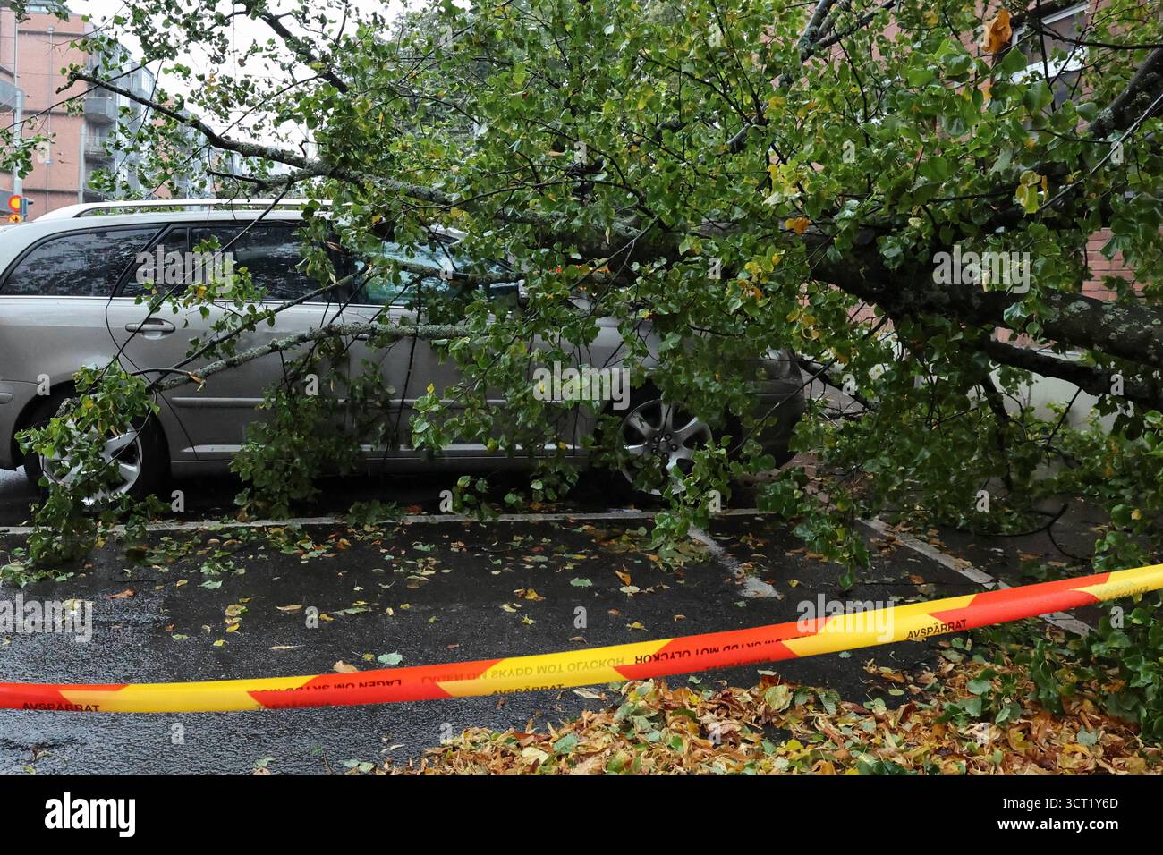 A large tree after falling over several cars after strong winds in ...
