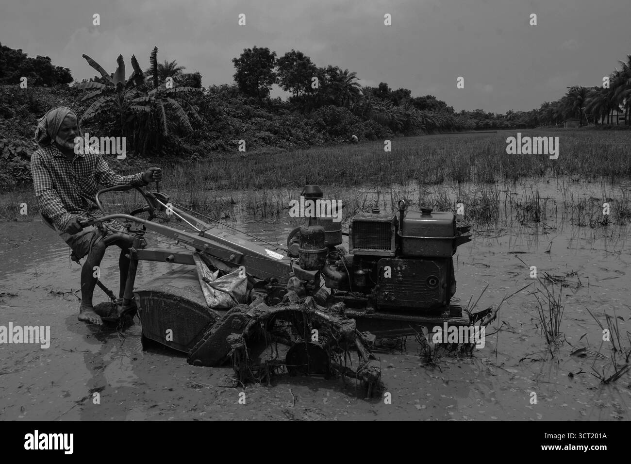 Ishwardi,bangladesh august 8th 2025,farmer cultivating land with power tiller hi-res stock ...