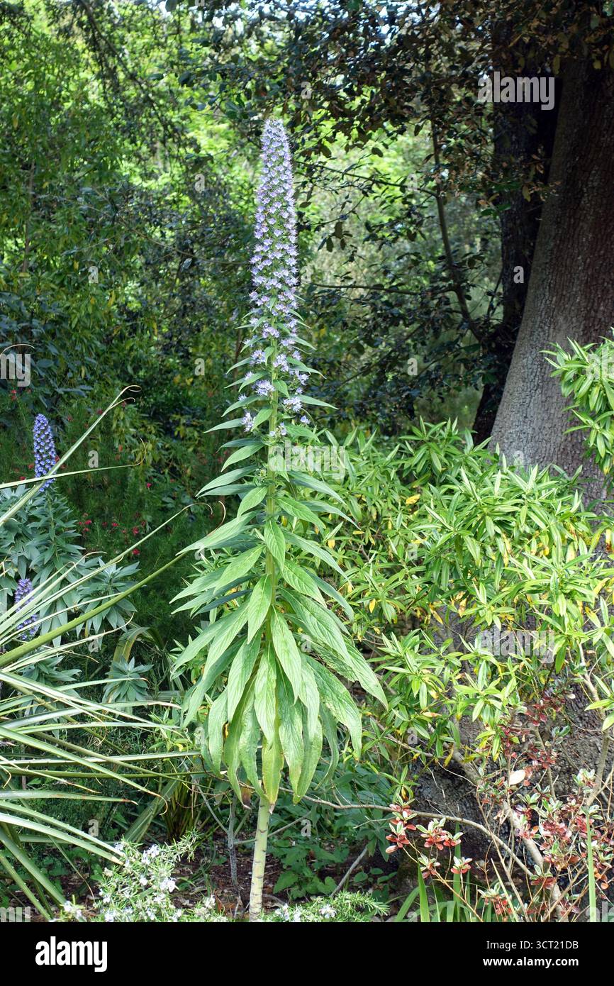 Echium Pininana 'Giant Viper's Bugloss' (Tree Echium) on Display at ...