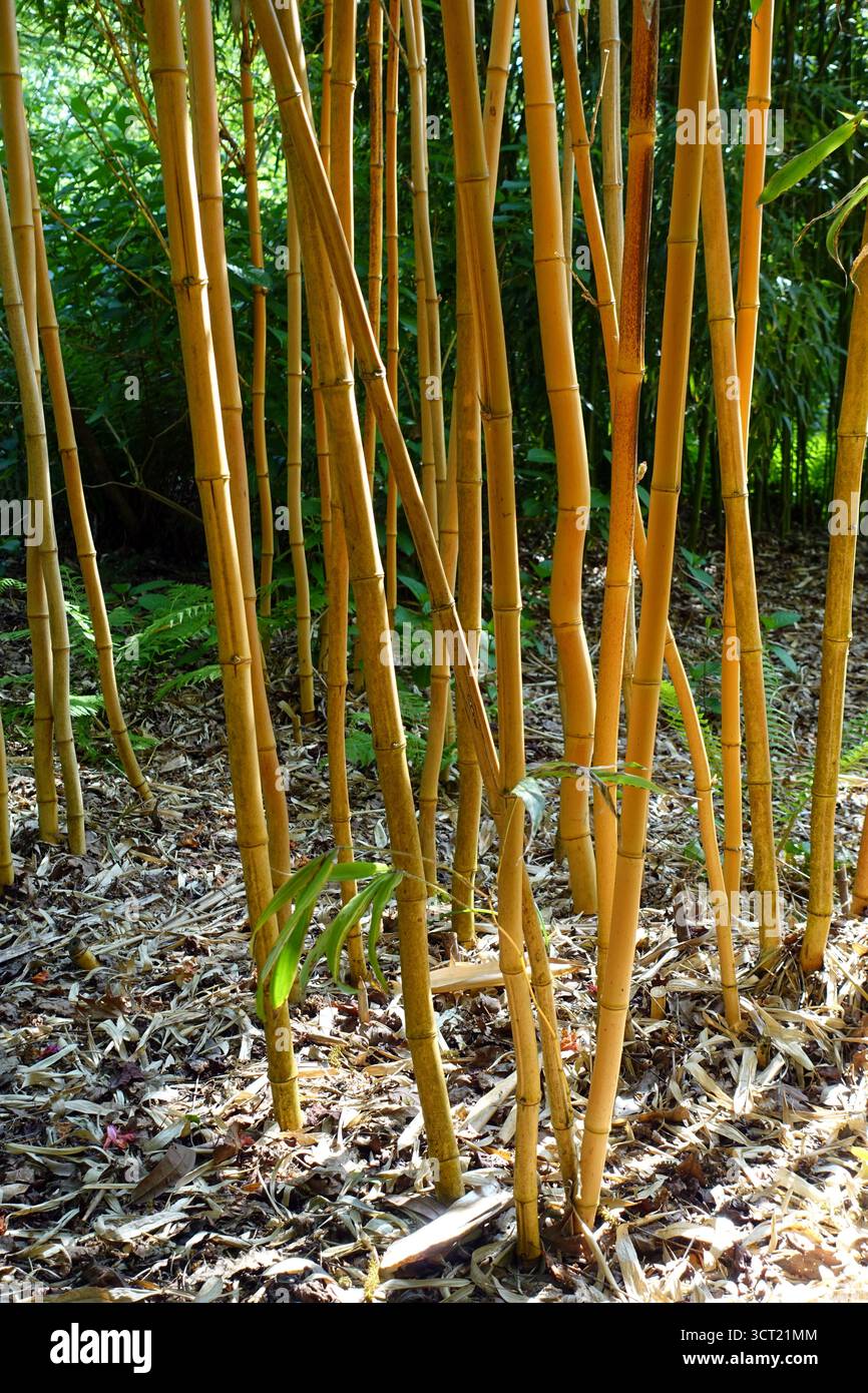 Phyllostachys Aurea (Fish-Pole Bamboo) an Open-clump Tree on Display at ...