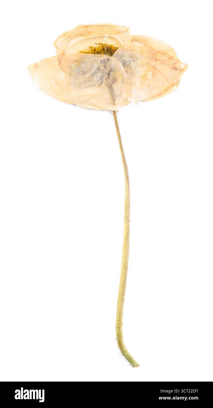 Beautiful dry poppy flower isolated on white Stock Photo - Alamy