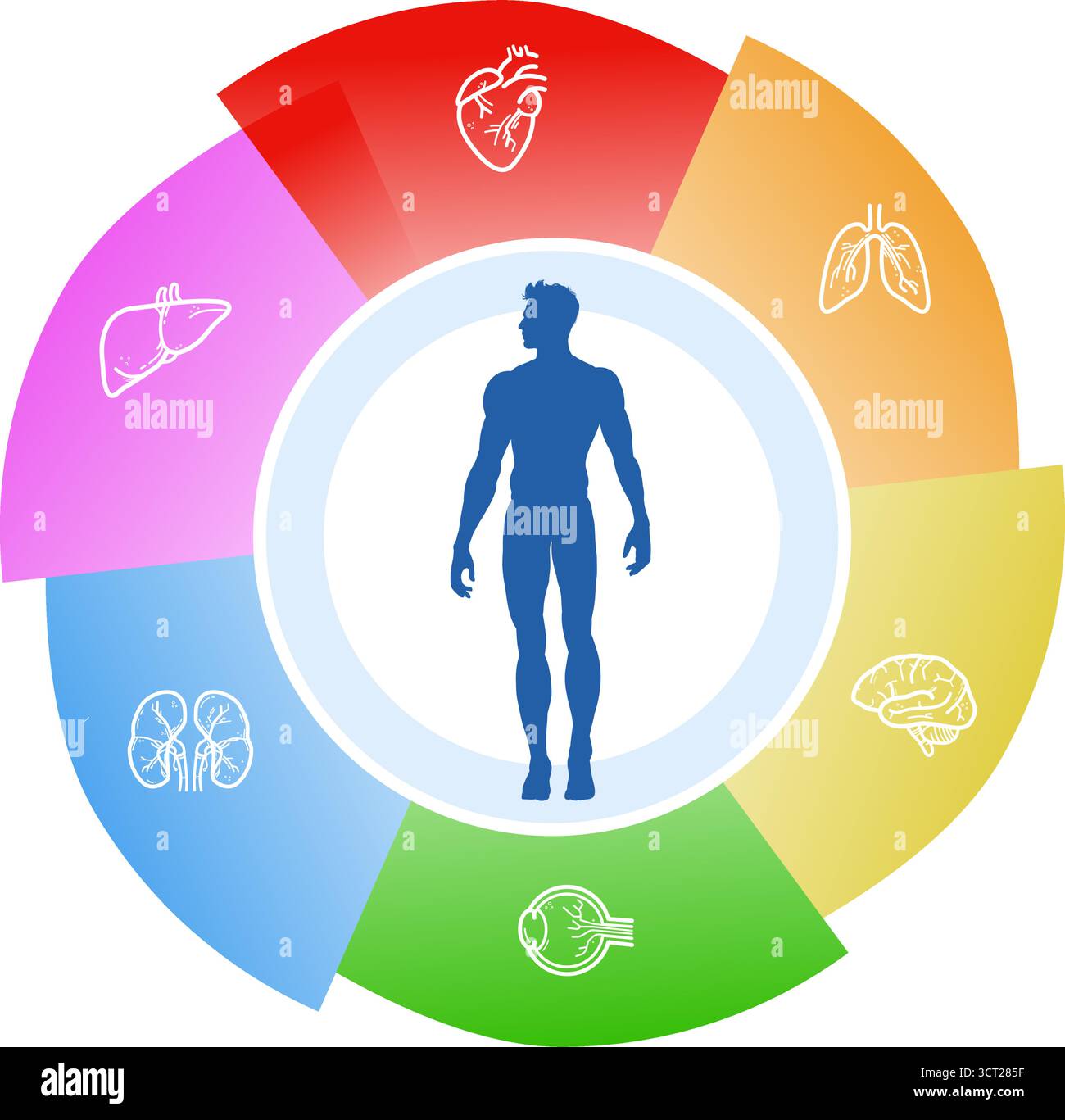 Human body diagram graphic hi-res stock photography and images - Alamy