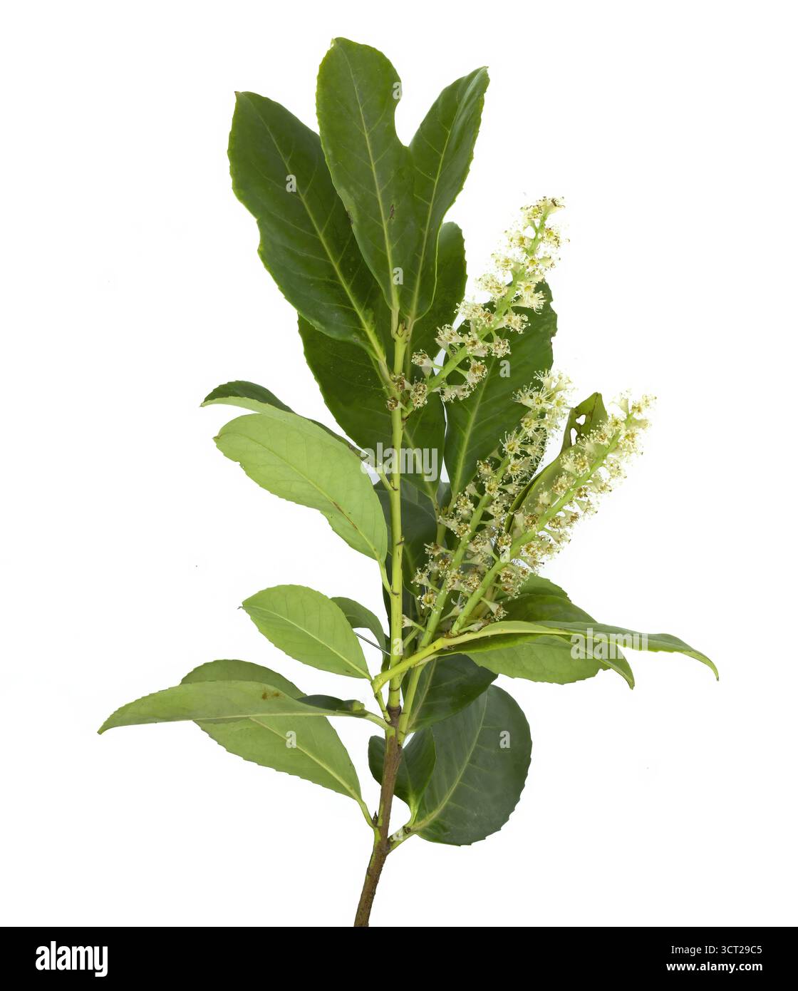 Prunus laurocerasus common laurel cherry laurel hi-res stock ...