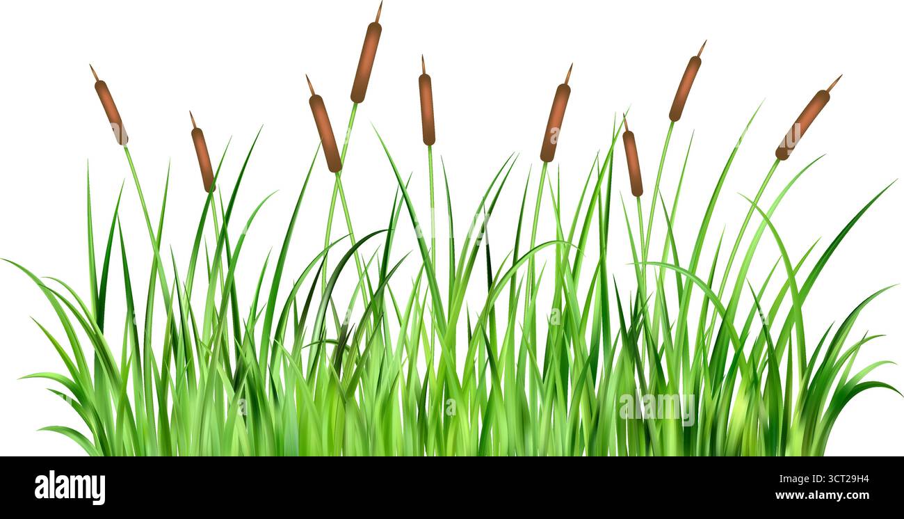 Grass reed on swamp and lake. Vector long cattails on wetland isolated ...