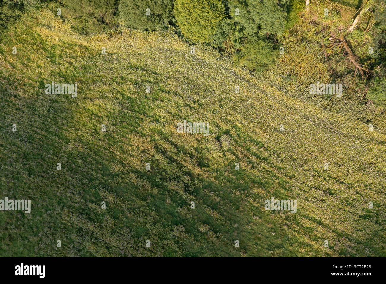 Aerial view of field invaded by Himalayan balsam, Cothi Valley, Brechfa ...
