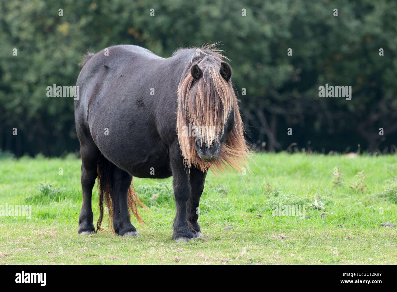 Long ginger blonde mane over eyes hi-res stock photography and images ...