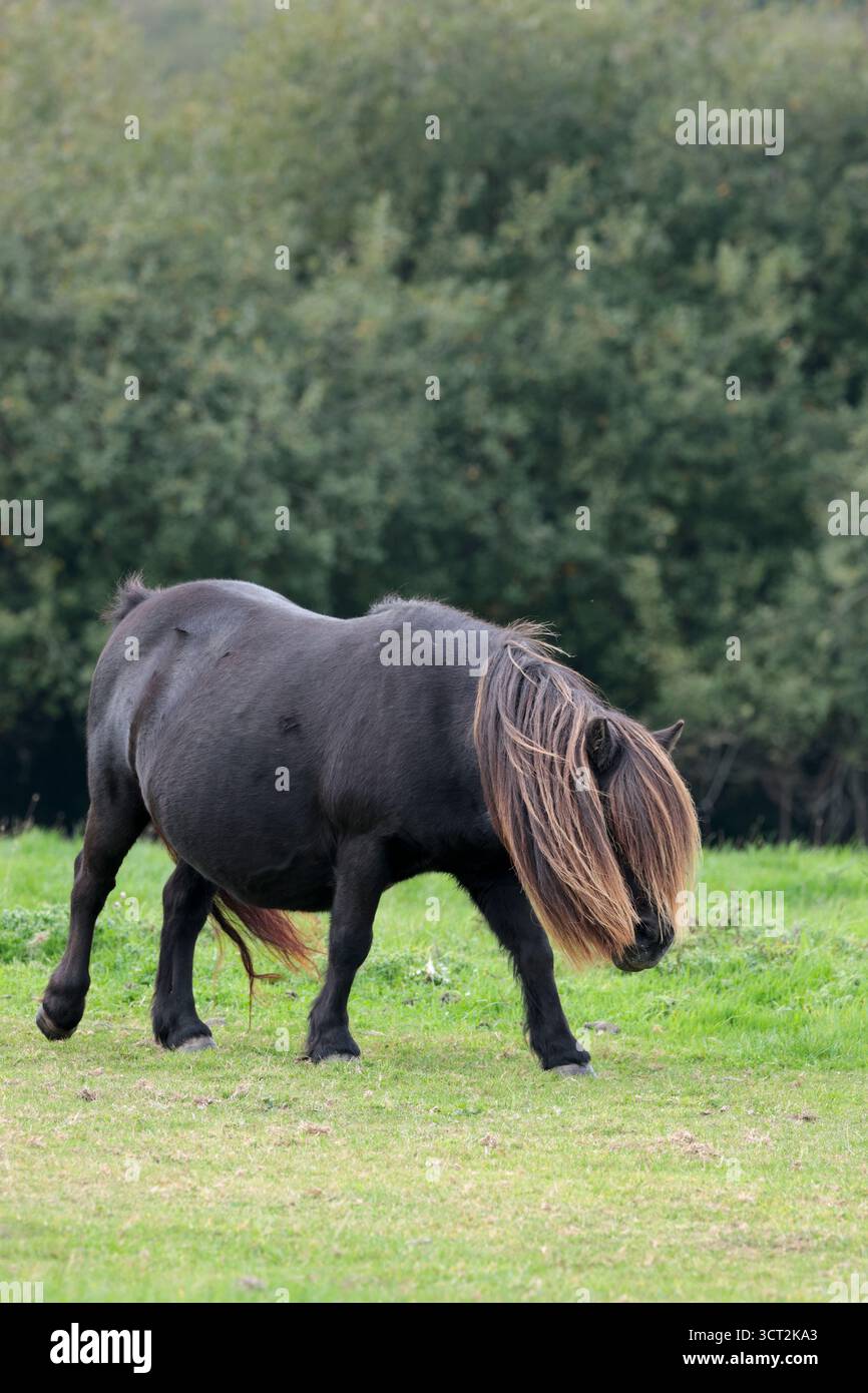 Long ginger blonde mane over eyes hi-res stock photography and images ...