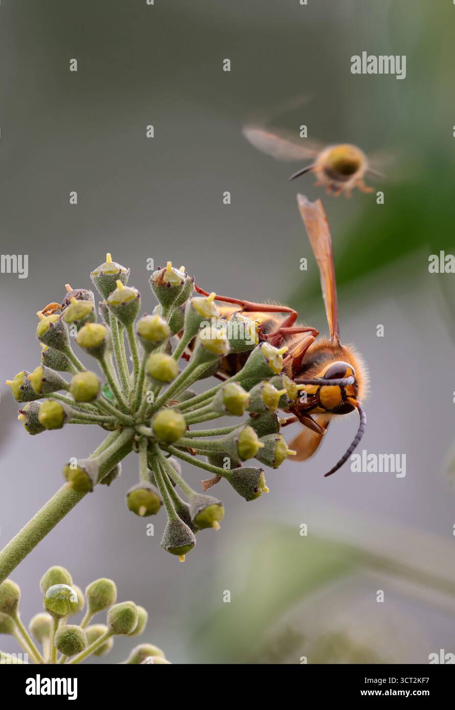 Reddish wasp hi-res stock photography and images - Alamy