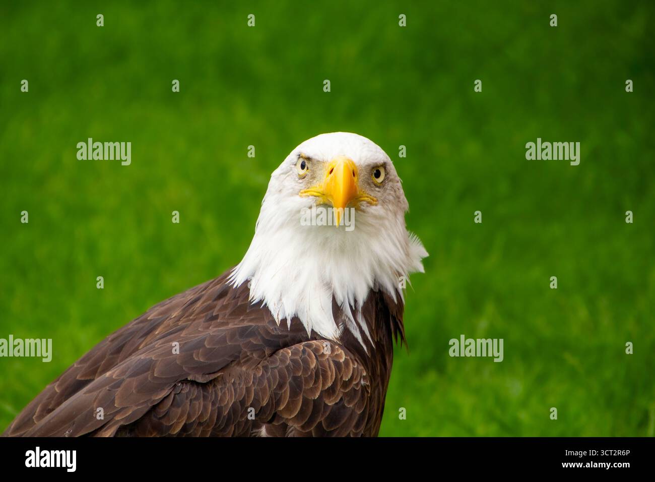 American bald eagle looking hi-res stock photography and images - Alamy