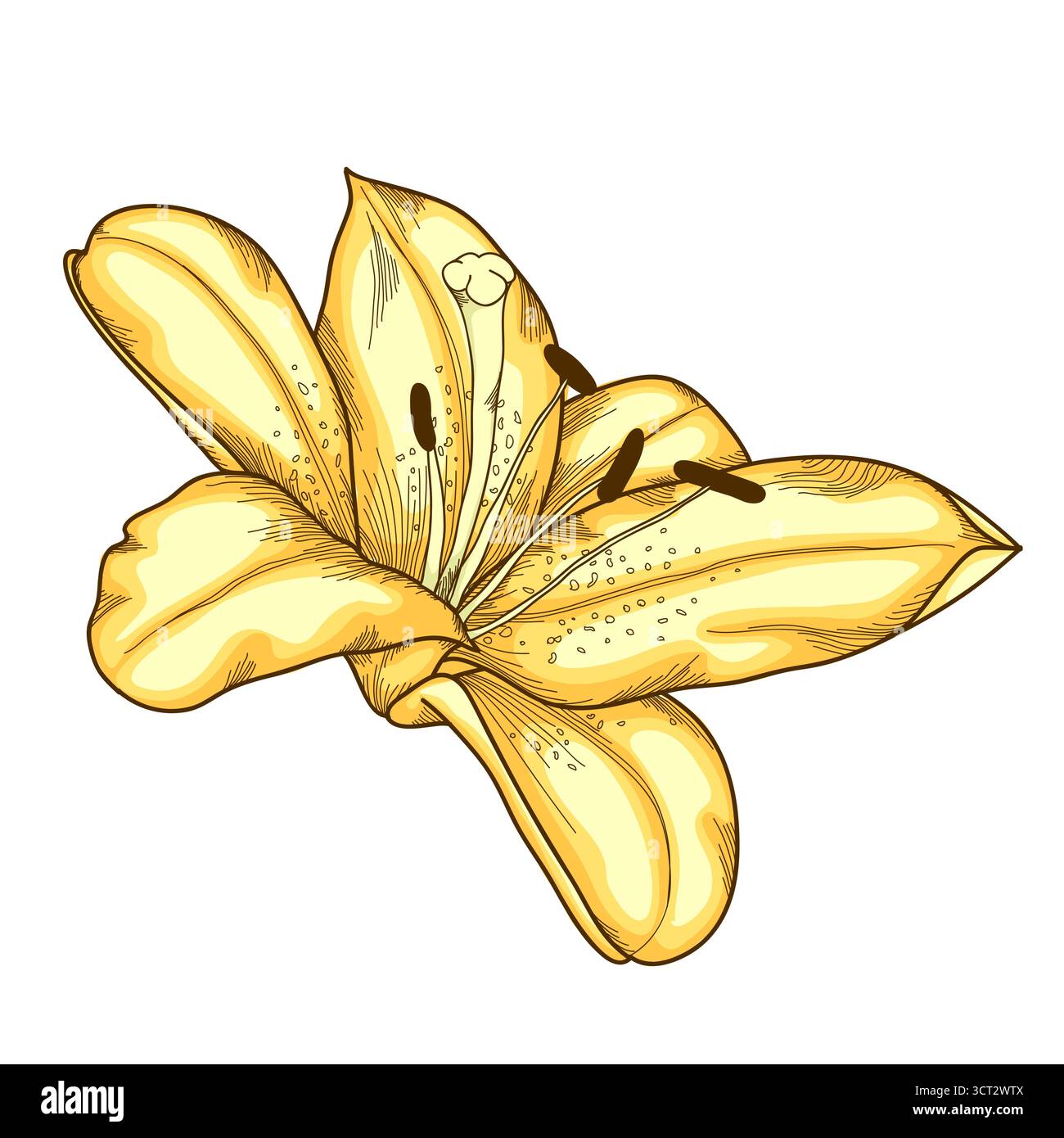 Closeup beautiful bouquet lily Stock Vector Images - Alamy