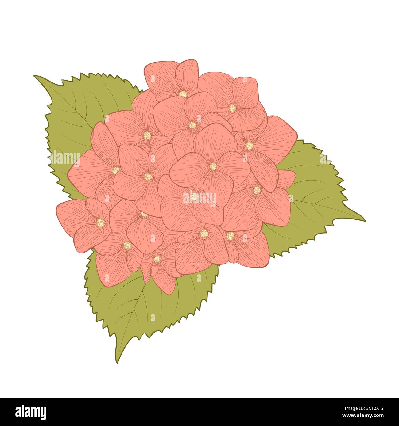 Green hydrangea leaf on Stock Vector Images - Alamy