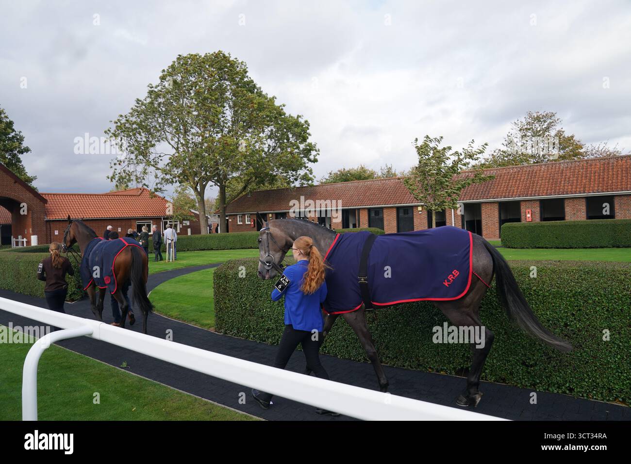 Horses arriving at the pre-parade ring ahead of the British Stallion ...