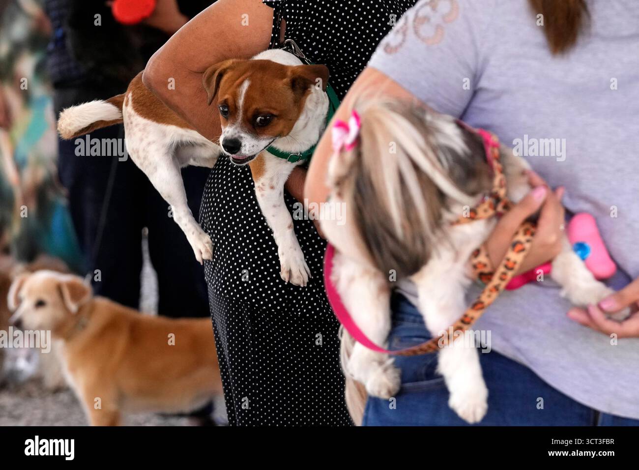 Dogs wait to receive blessings during a Mass in honor of Saint Francis ...