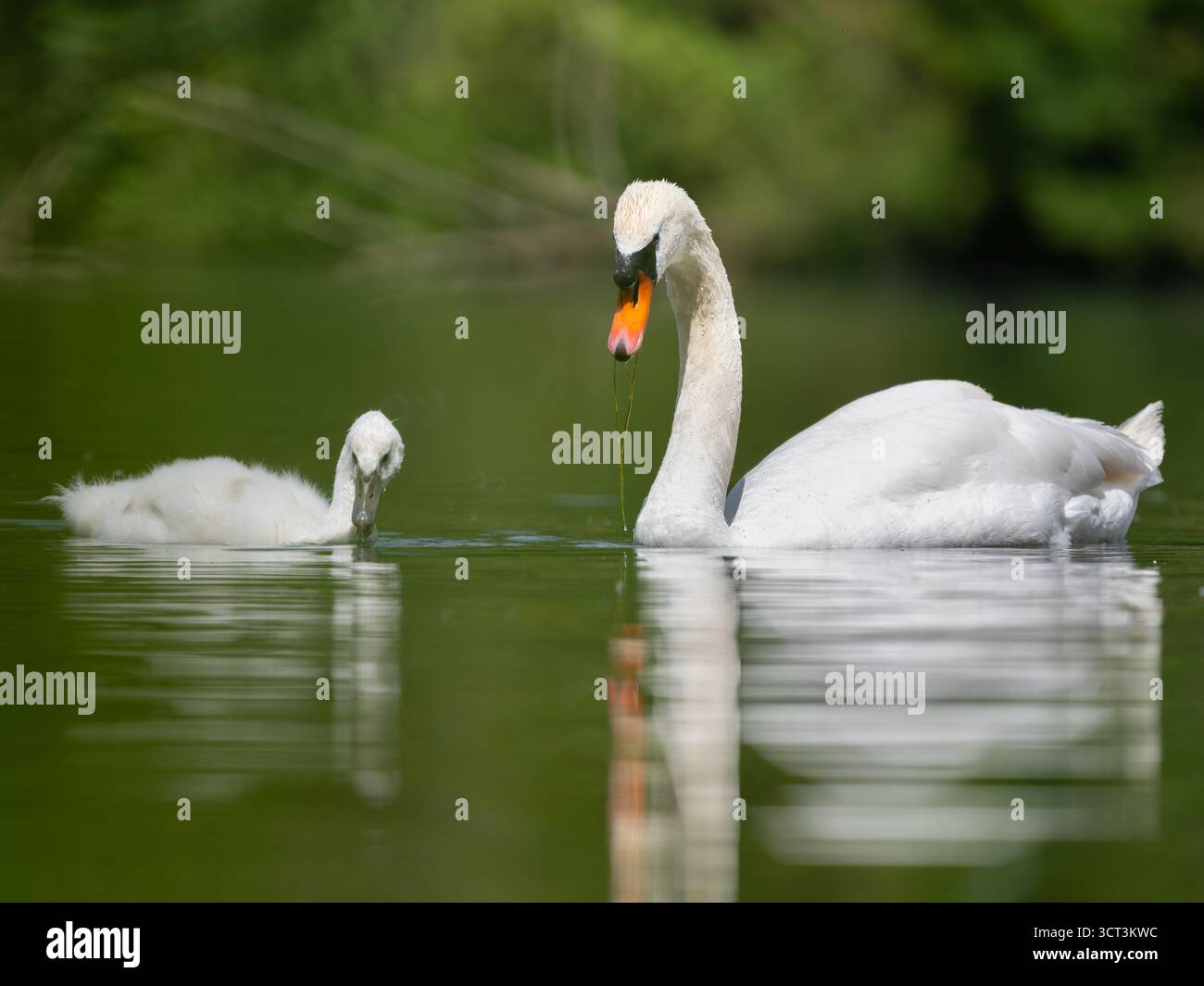 Swan with his little one Stock Photo - Alamy