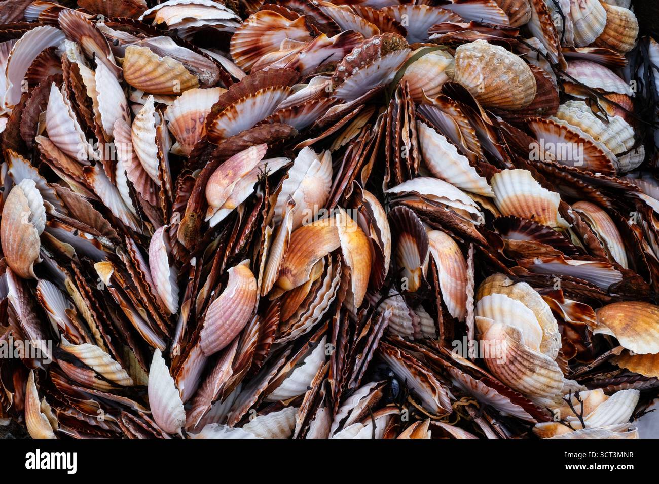 A mat of Saint Jacques shell piled up on a beach in Brittany Stock ...