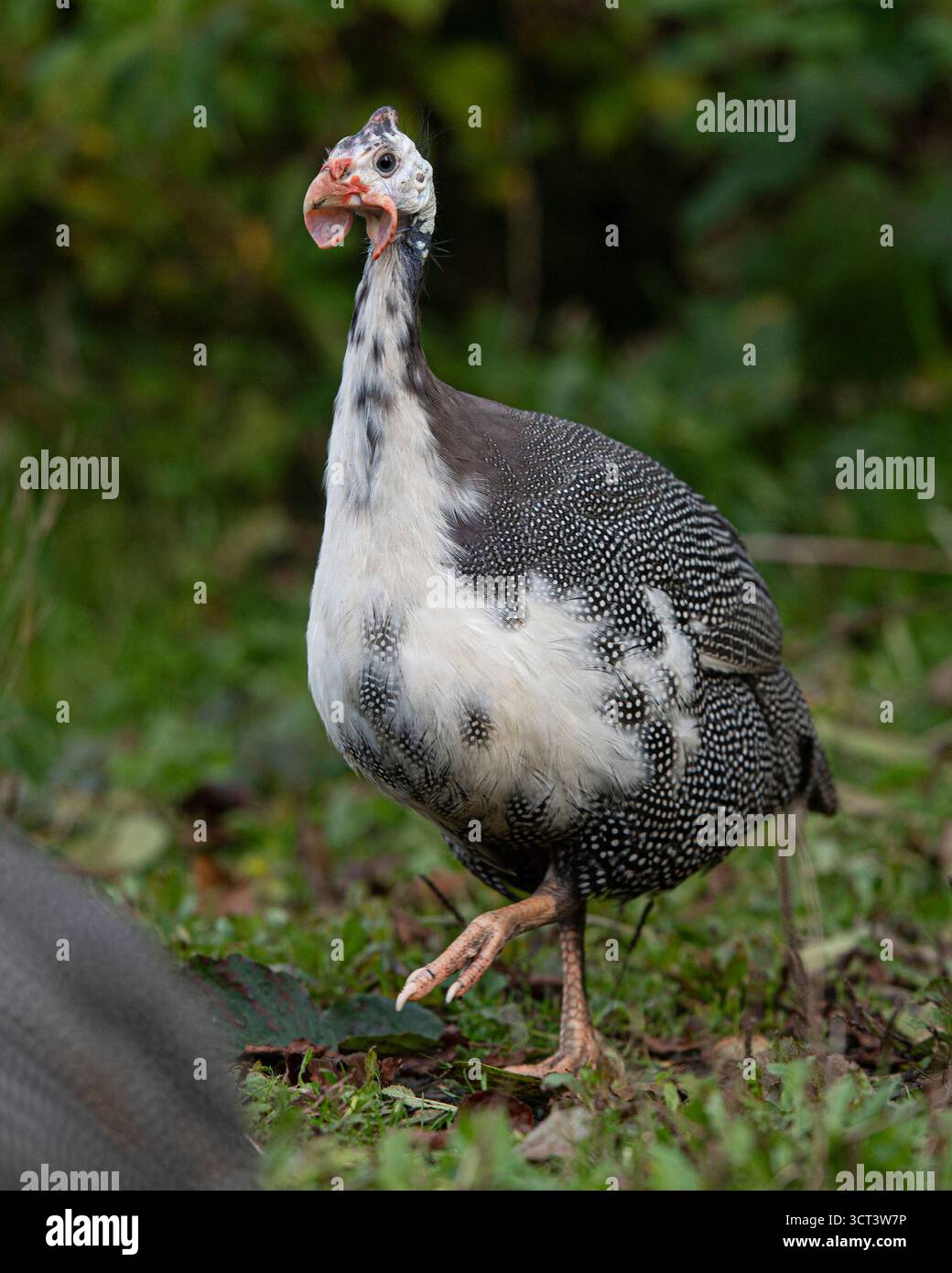 Guinea fowl uk hi-res stock photography and images - Alamy