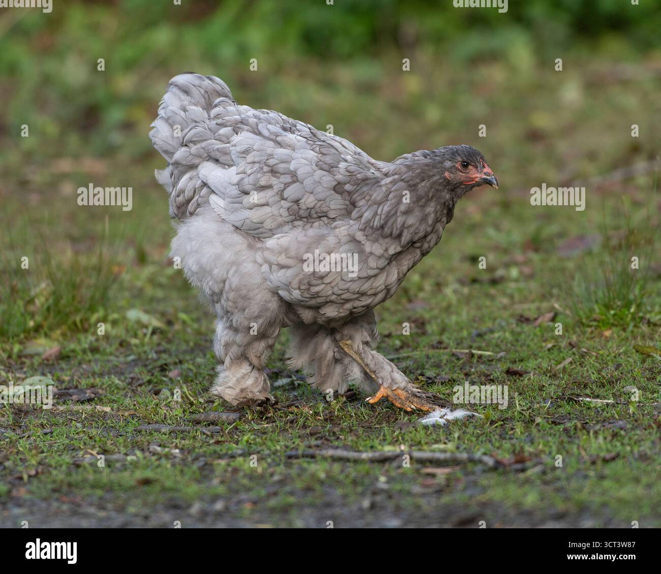 Male female blue hen hi-res stock photography and images - Alamy